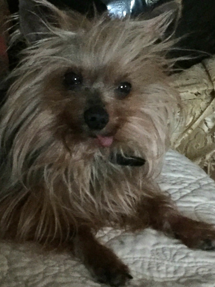 Pierre (Yorkshire Terrier) | ThriftyFun