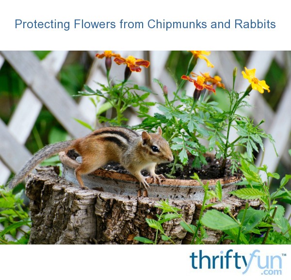 Protecting Flowers From Chipmunks and Rabbits? | ThriftyFun