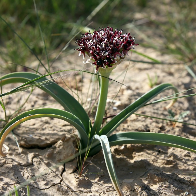 Getting Rid Of Wild Onions | ThriftyFun