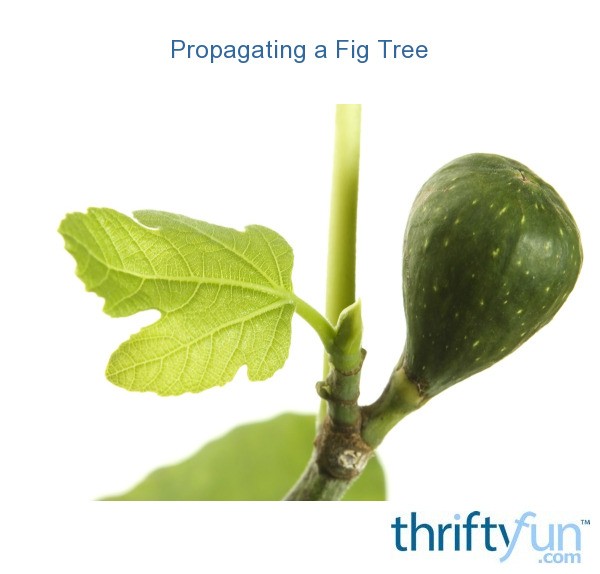 Propagating a Fig Tree | ThriftyFun