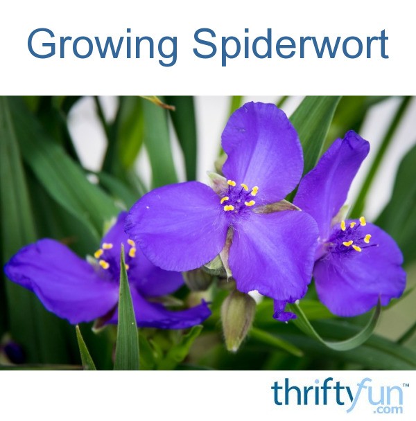 Growing Spiderwort (Tradescantia pallida) | ThriftyFun