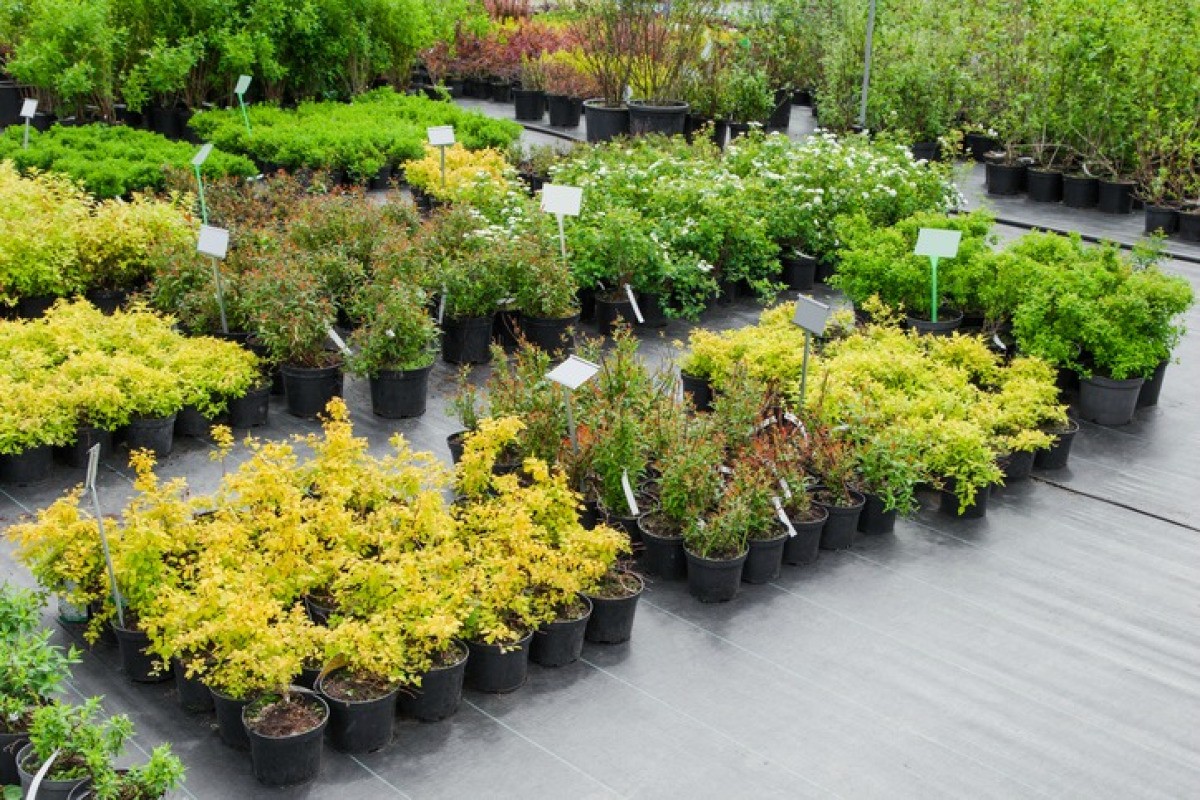Buy Named Plant Varieties ThriftyFun