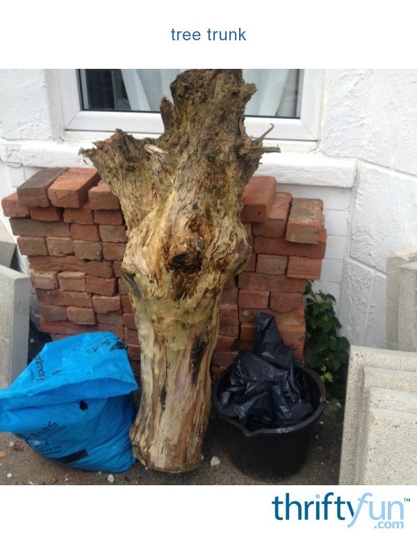 Preserving a Tree Trunk? | ThriftyFun
