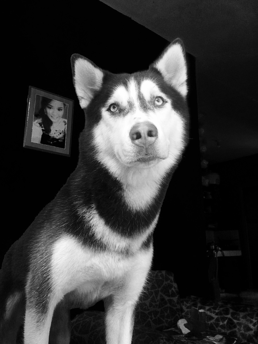 Jager (Siberian Husky) | ThriftyFun
