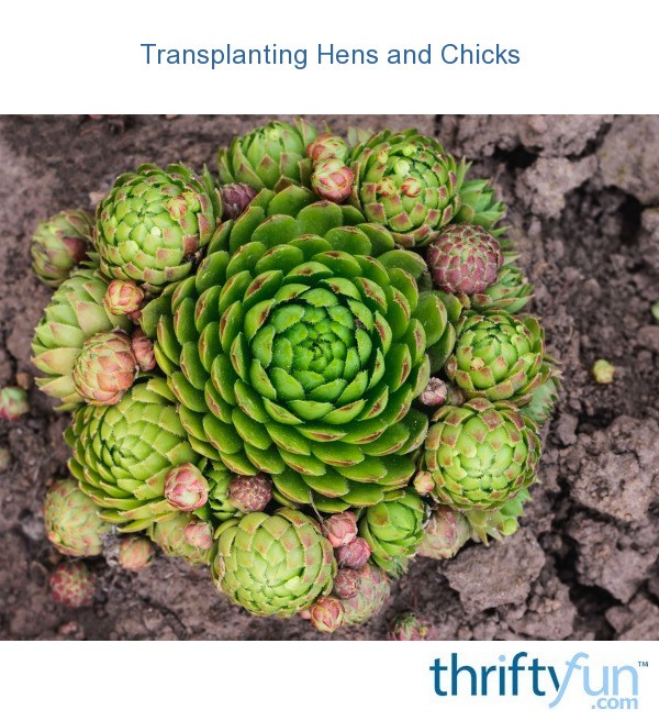 Transplanting Hens and Chicks? | ThriftyFun
