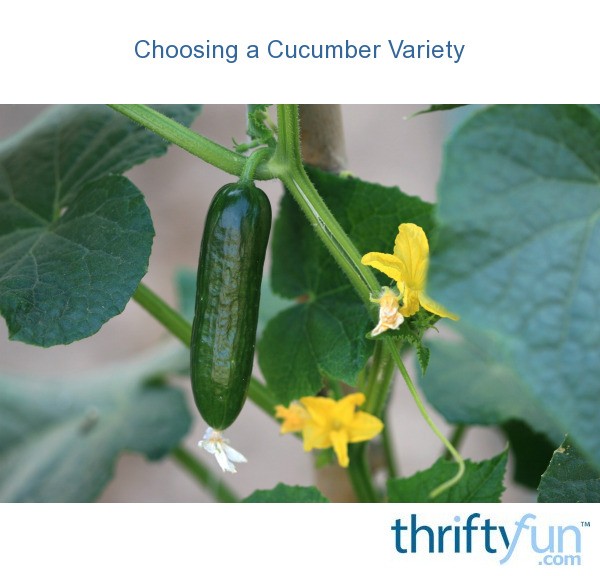 Choosing a Cucumber Variety | ThriftyFun