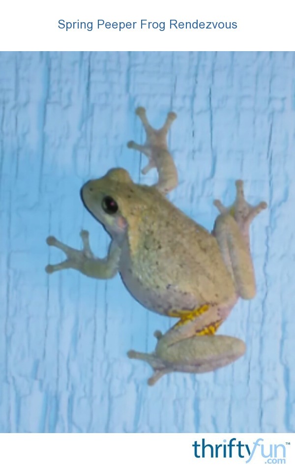Spring Peeper Frog Rendezvous | ThriftyFun