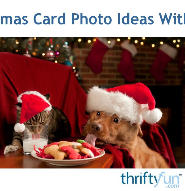 Christmas Card Photo Ideas With Pets ThriftyFun