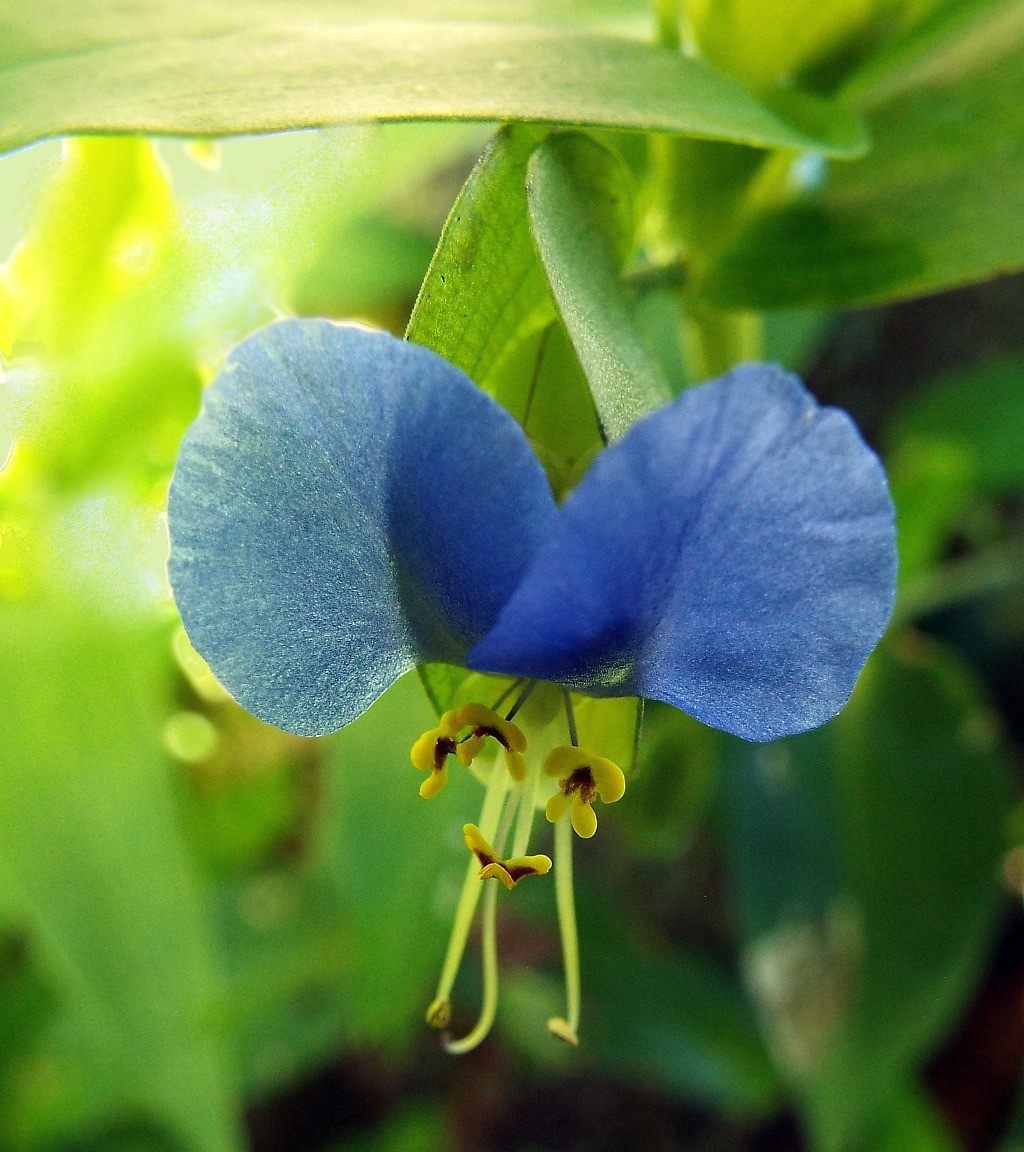 Growing Asiatic Dayflower (Commelina communis) | ThriftyFun