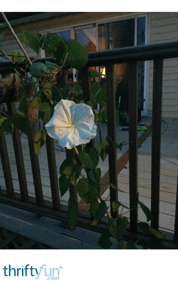Moonflower | ThriftyFun