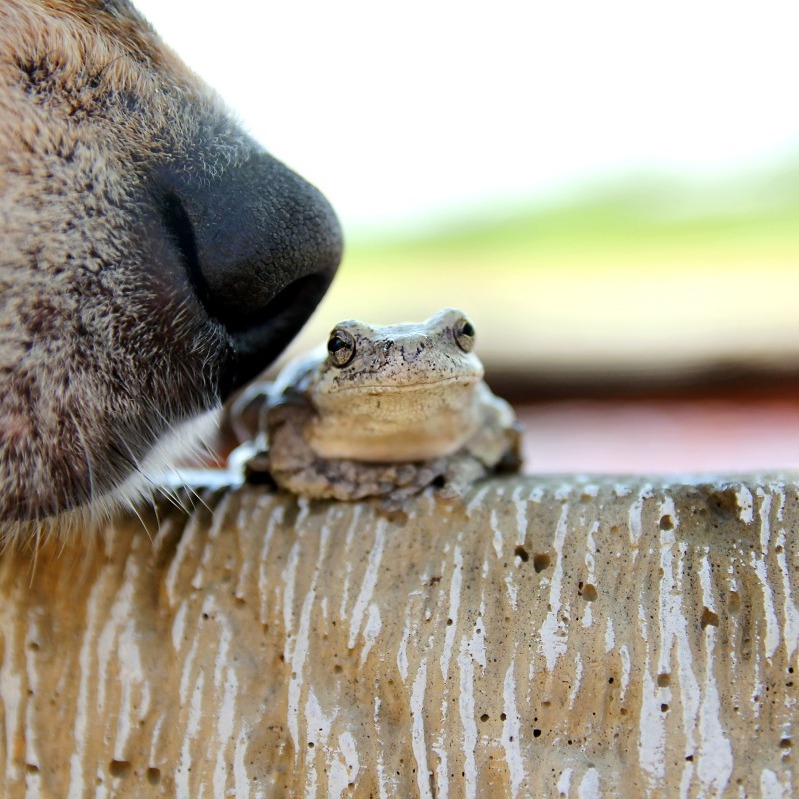 Are Toads Harmful To Dogs? | ThriftyFun