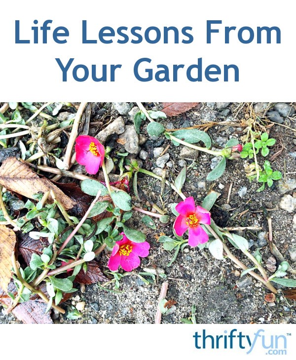 Life Lessons From Your Garden | ThriftyFun