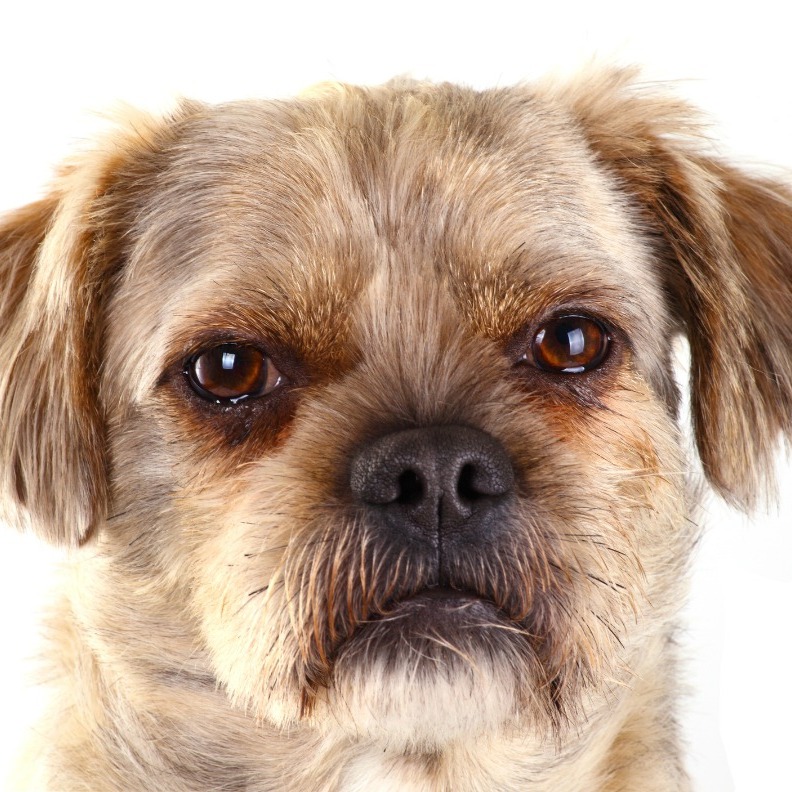 Pug Mix Photos | ThriftyFun