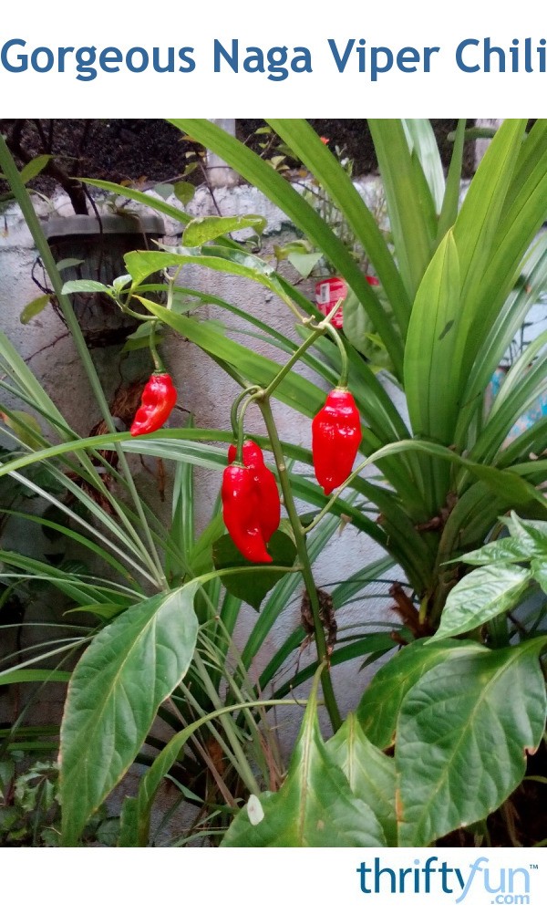 Gorgeous Naga Viper Chili | ThriftyFun