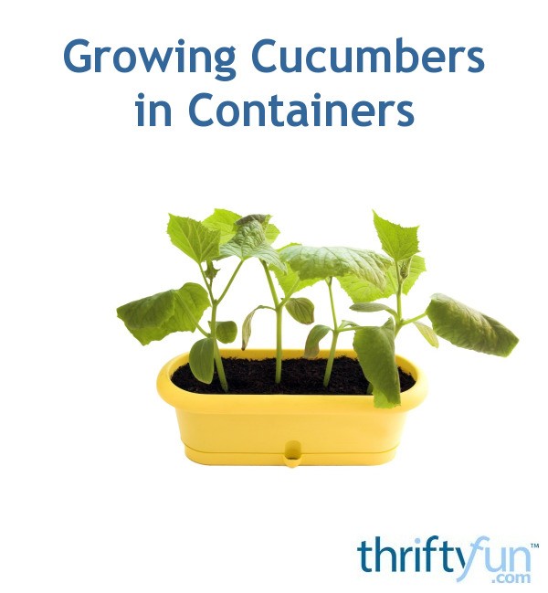 Growing Cucumbers in Containers? | ThriftyFun