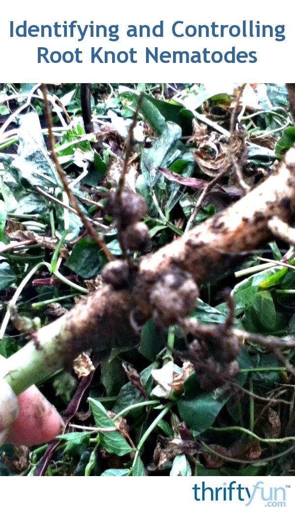 Identifying and Controlling Root Knot Nematodes | ThriftyFun