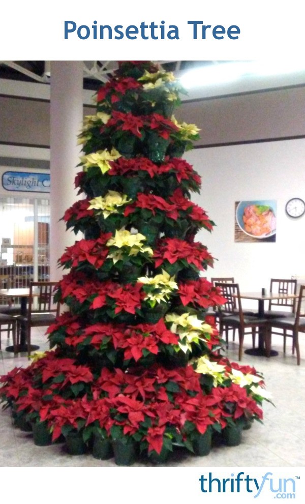 Poinsettia Tree | ThriftyFun