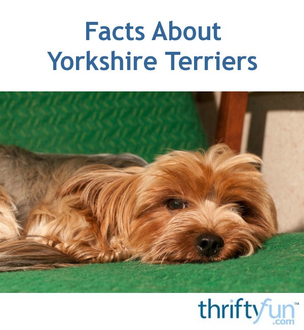 Facts About Yorkshire Terriers | ThriftyFun