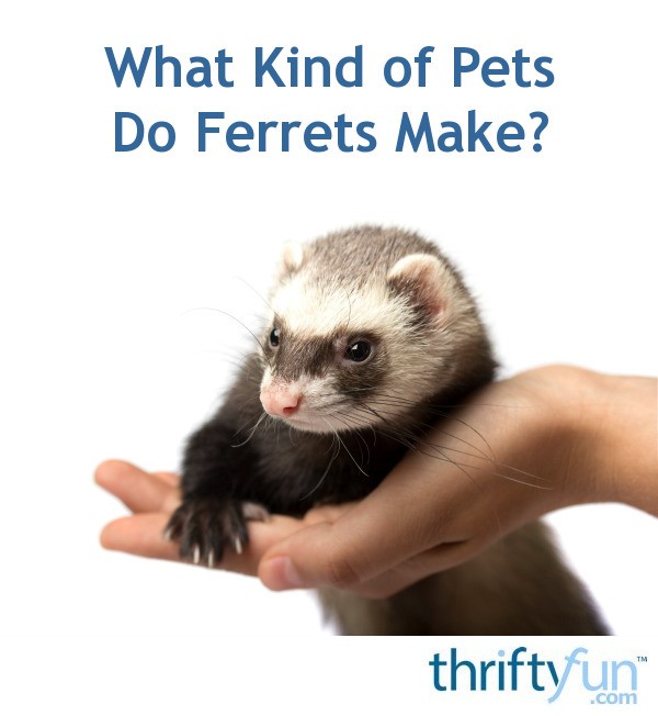 What Kind of Pets Do Ferrets Make? | ThriftyFun