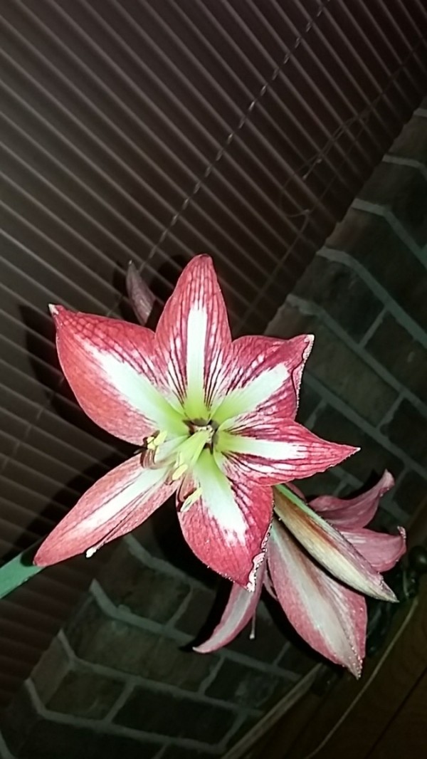 Amaryllis Journey to Blossom | ThriftyFun