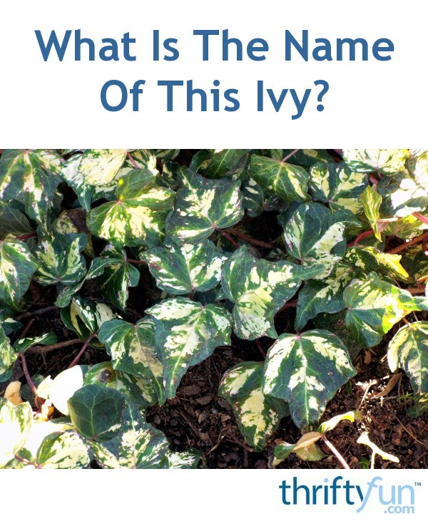 What Is The Name Of This Ivy? | ThriftyFun