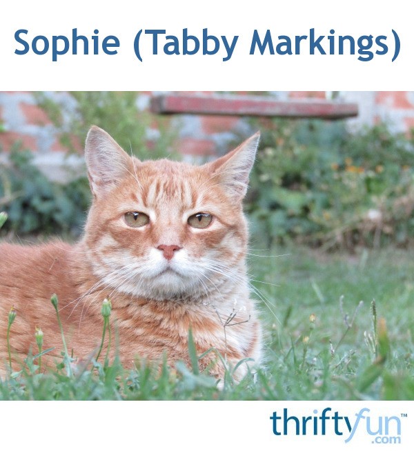 Sophie (Tabby Markings) | ThriftyFun