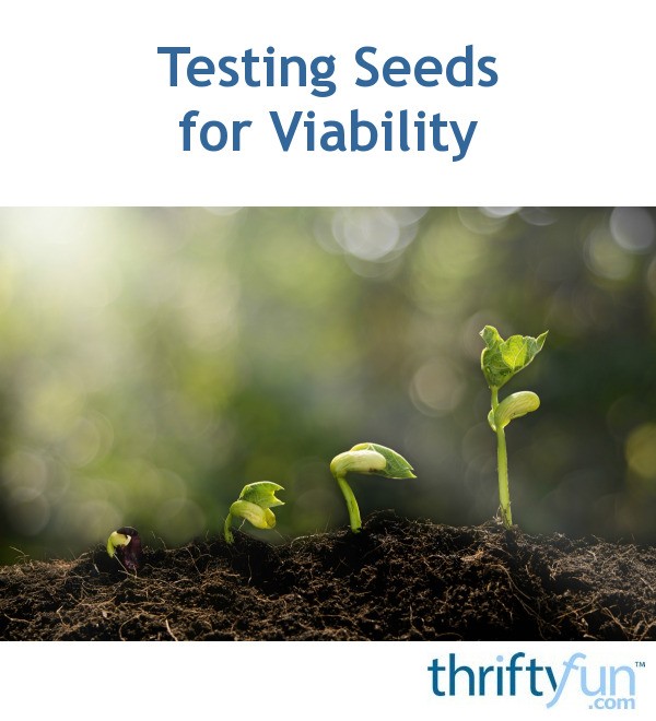 Testing Seeds for Viability | ThriftyFun