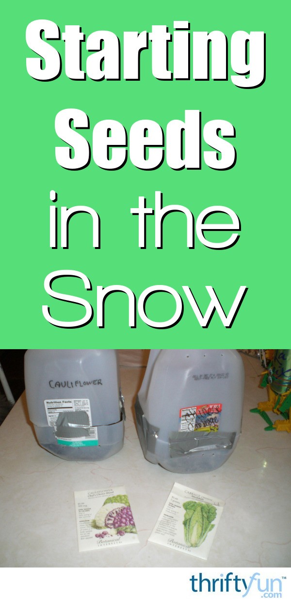 Starting Seeds in the Snow | ThriftyFun