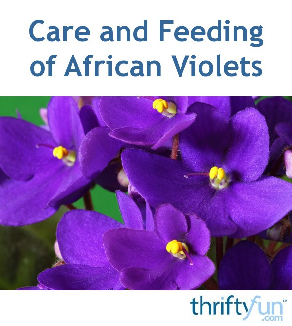 The Care and Feeding of African Violets | ThriftyFun