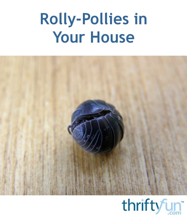 Rolly-Pollies in Your House | ThriftyFun