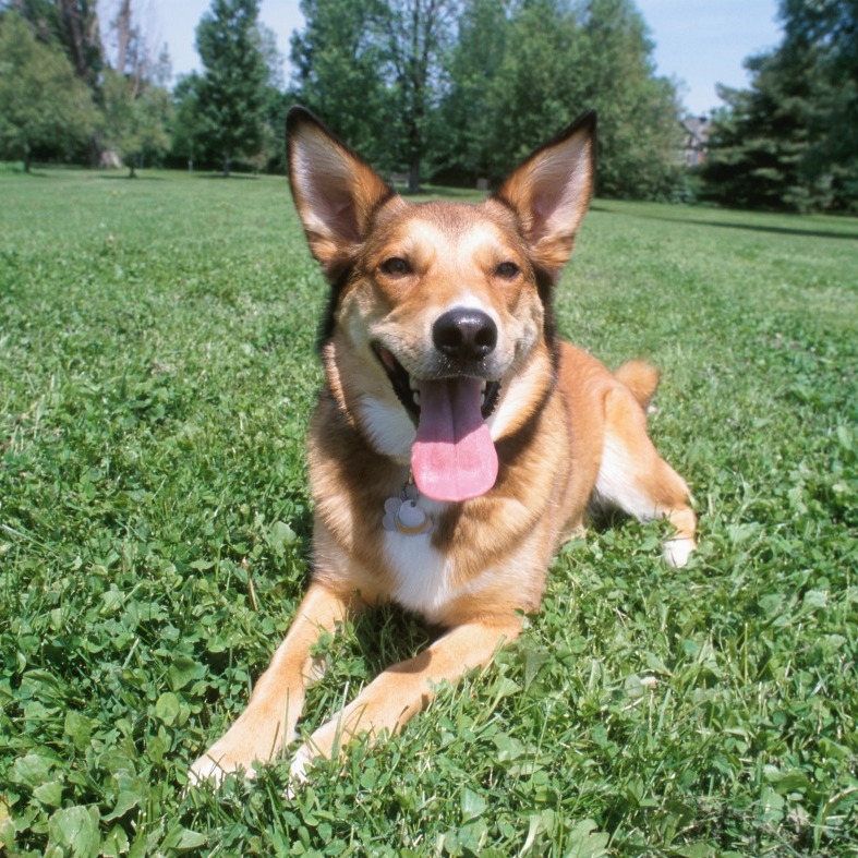 Keeping Gnats Away From Your Dog | ThriftyFun