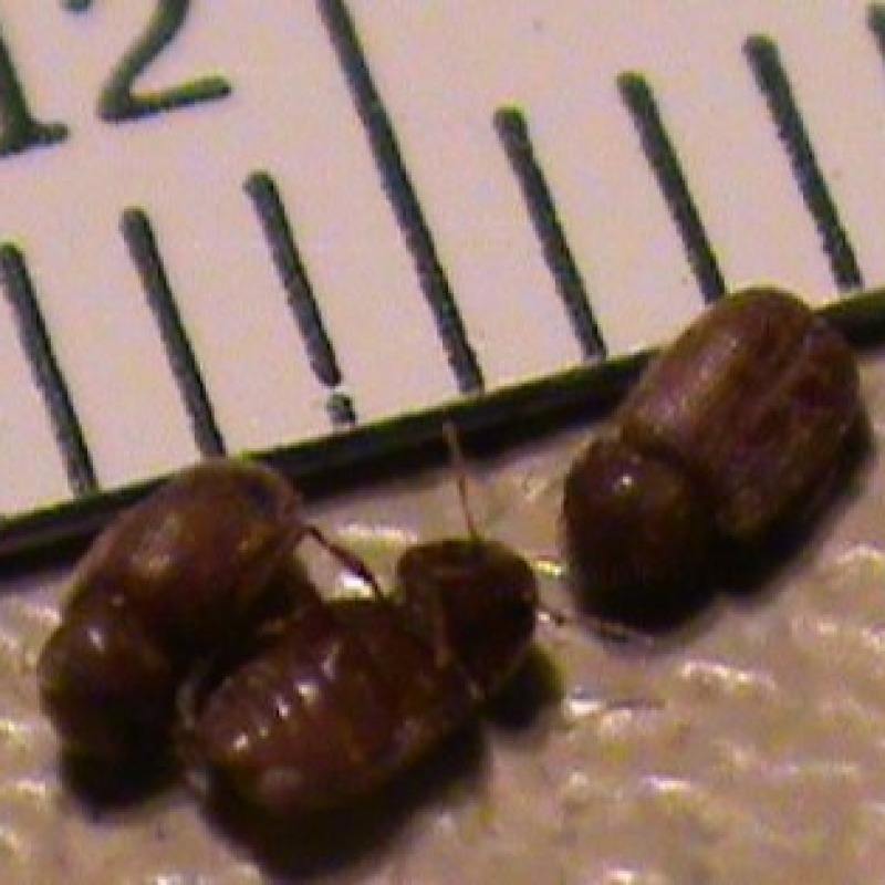 Tiny Hard Shelled Bugs on Kitchen Countertops (Drug Store Beetles ...
