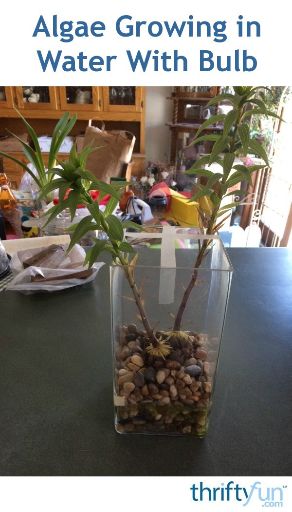 Algae Growing in Water With Bulb | ThriftyFun