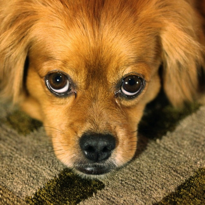 Peekapoo Photos | ThriftyFun