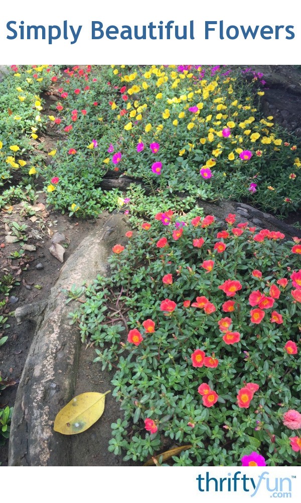 Simply Beautiful Flowers | ThriftyFun