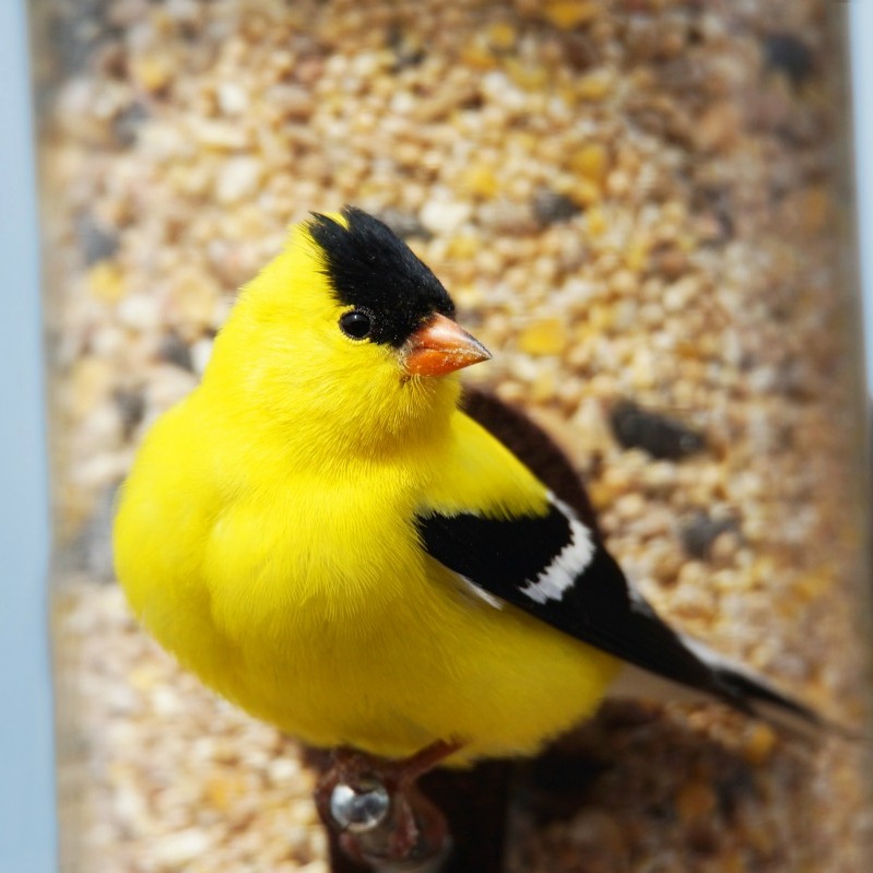 Feeding Yellow Finches | ThriftyFun