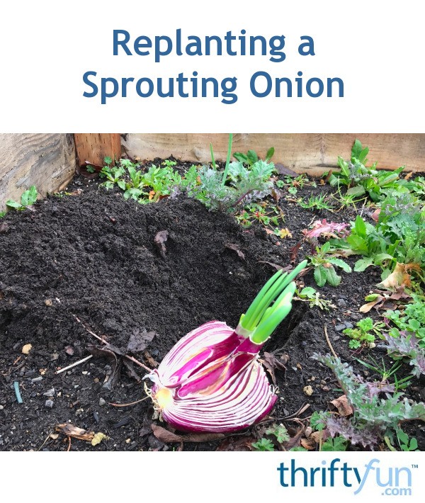 Planting a Sprouting Onion | ThriftyFun