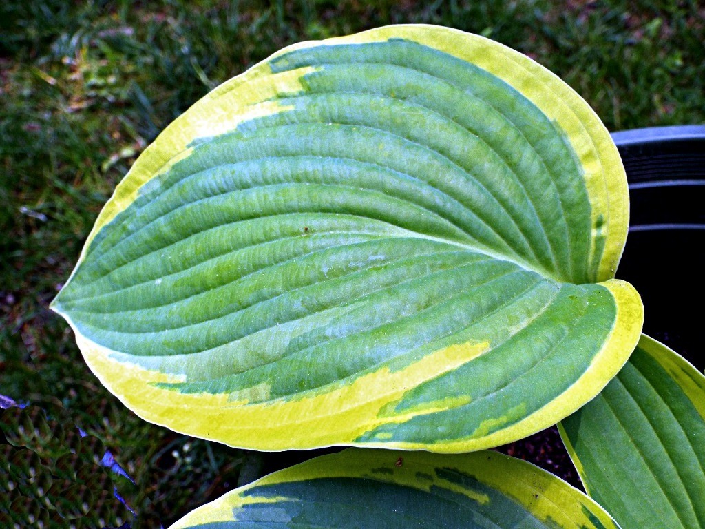 Variegated Hosta | ThriftyFun