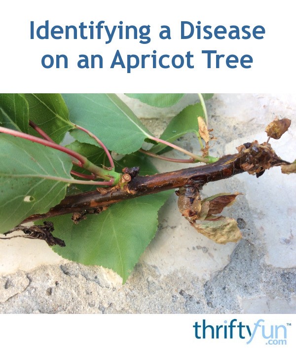 Identifying a Disease on an Apricot Tree? | ThriftyFun