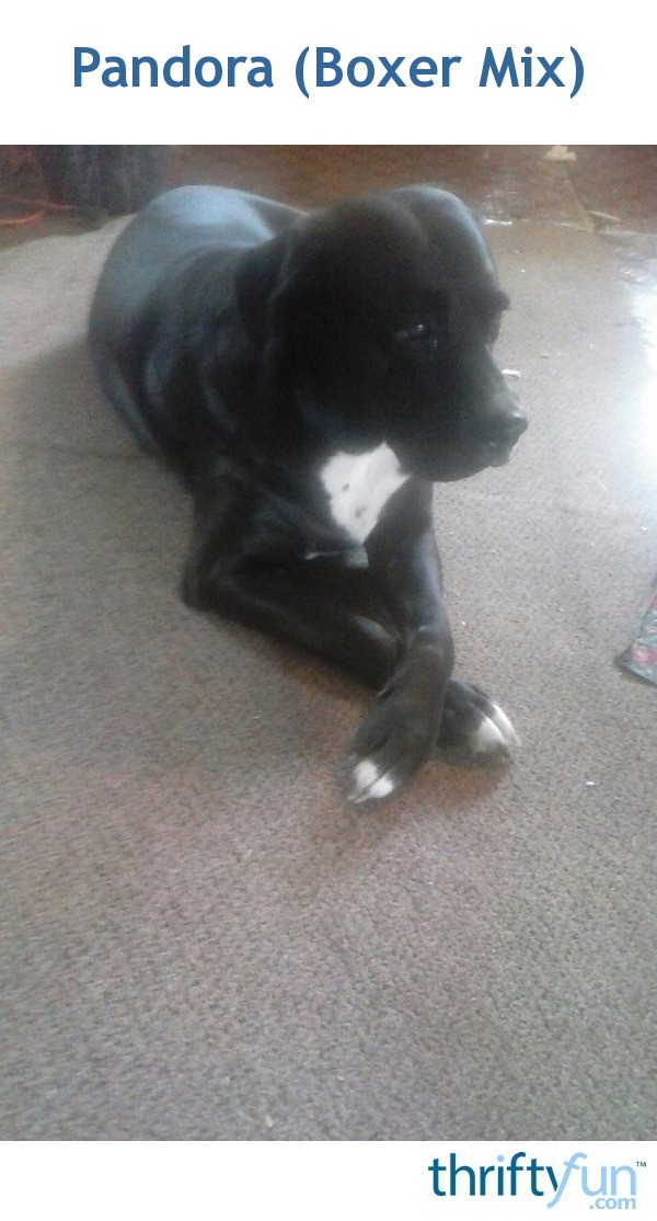 Pandora (Boxer Mix) | ThriftyFun