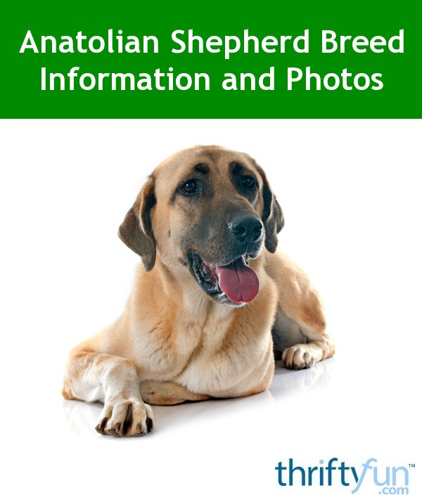 Anatolian Shepherd Dog Breed Information and Photos | ThriftyFun
