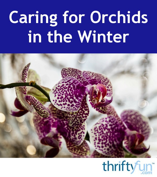 Caring for Orchids in the Winter? | ThriftyFun