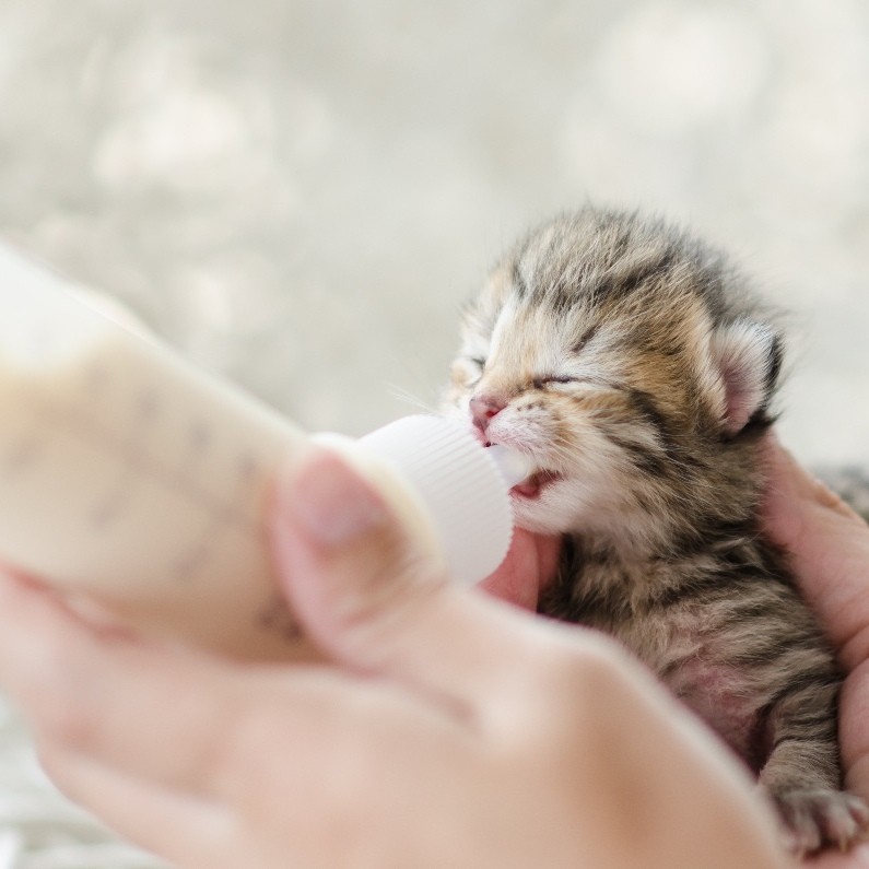 Caring For Newborn Kittens | ThriftyFun