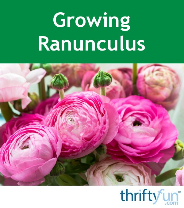 Growing Ranunculus | ThriftyFun