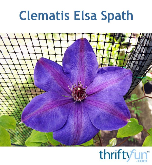 Clematis Elsa Spath | ThriftyFun