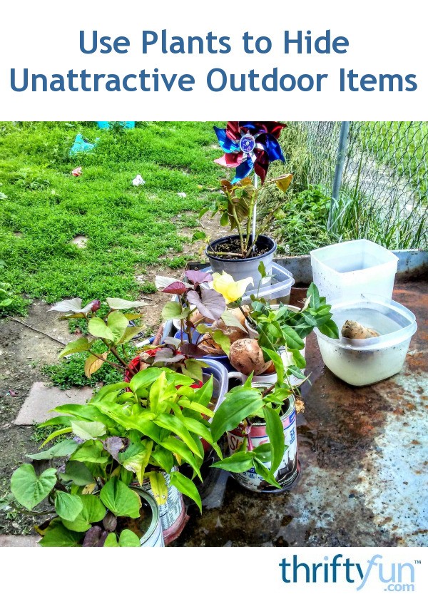 Use Plants to Hide Unattractive Outdoor Items | ThriftyFun