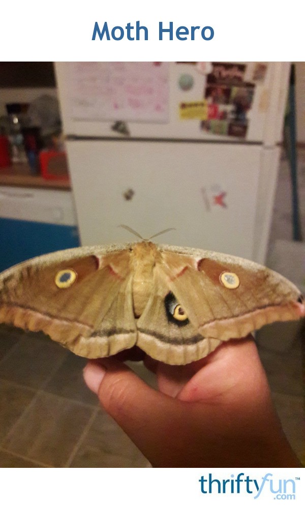 Moth Hero | ThriftyFun