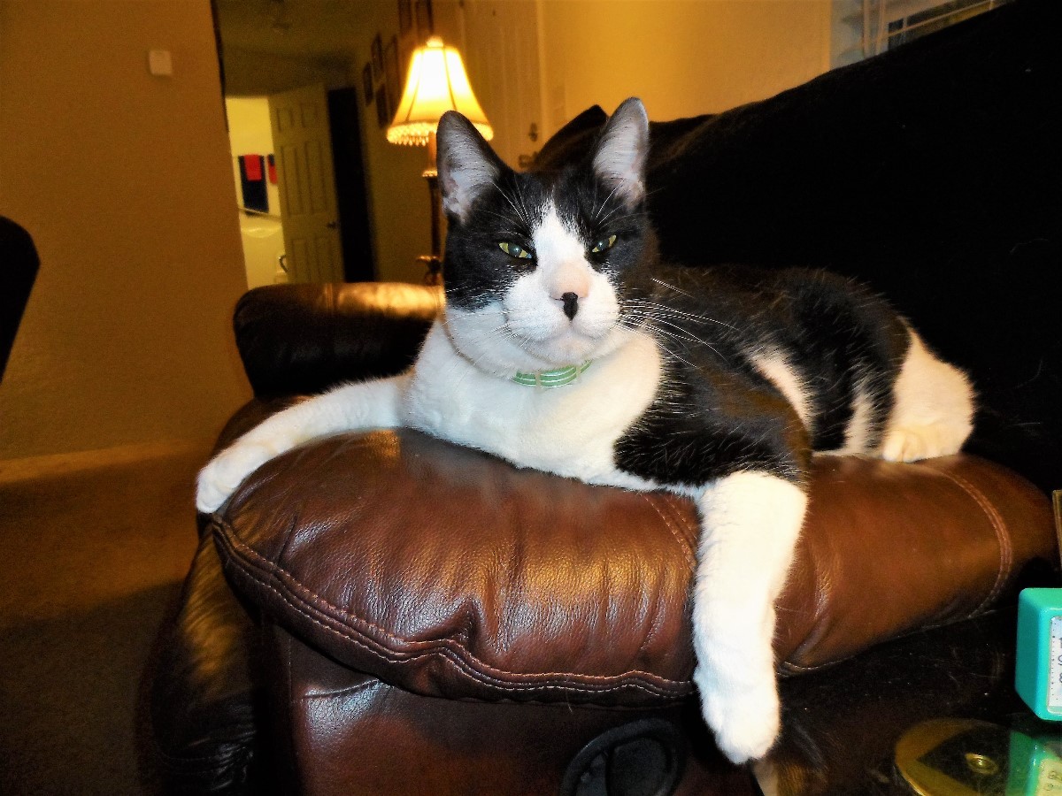 Teddy (Mixed Breed Cat) | ThriftyFun