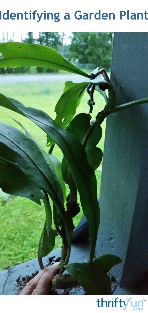 Identifying a Garden Plant? | ThriftyFun
