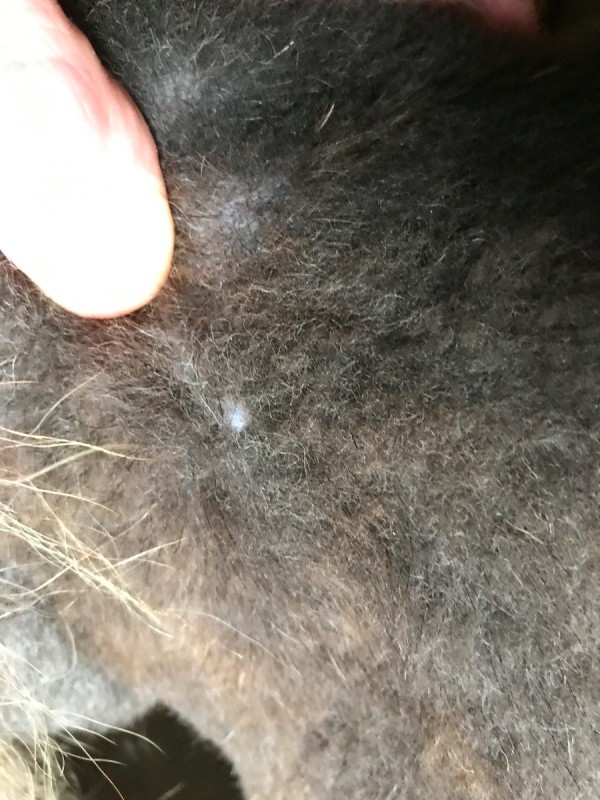 Clear Blister On Dog s Skin ThriftyFun Clear Blister On Dog s Skin ThriftyFun